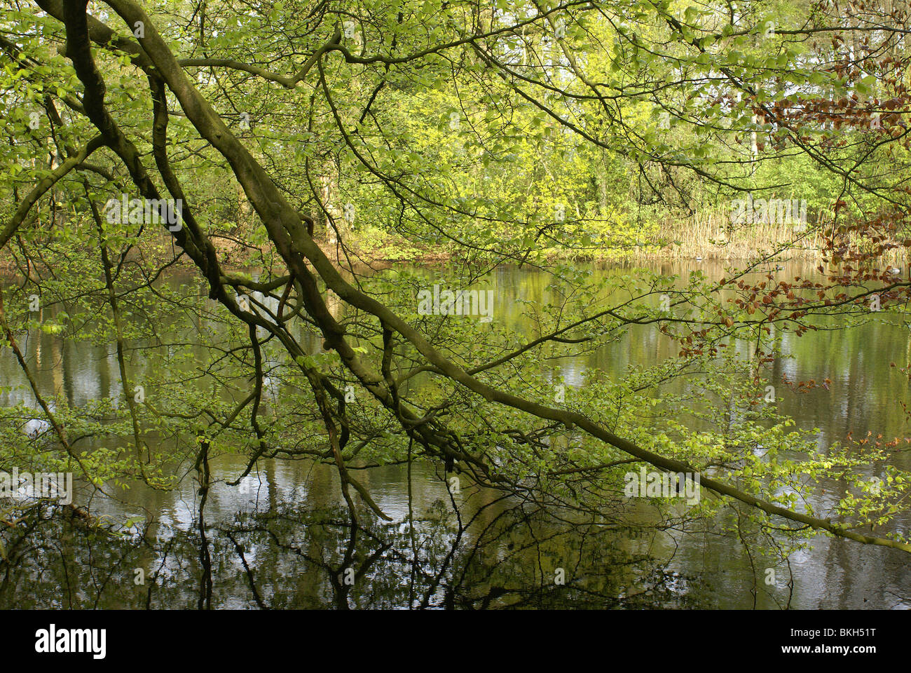 A beech tree hanging over a pond Stock Photo - Alamy