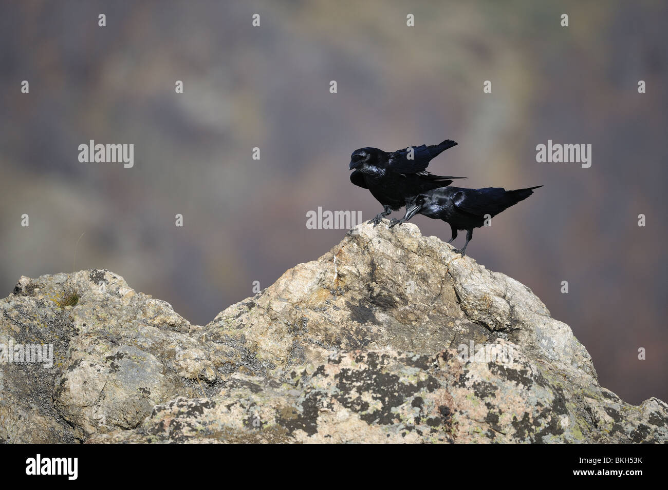 Pair of ravens standing on a rock Stock Photo - Alamy