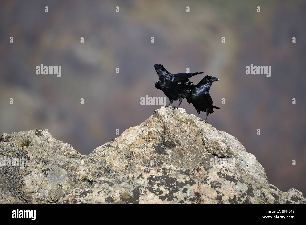 Pair of ravens standing on a rock Stock Photo - Alamy