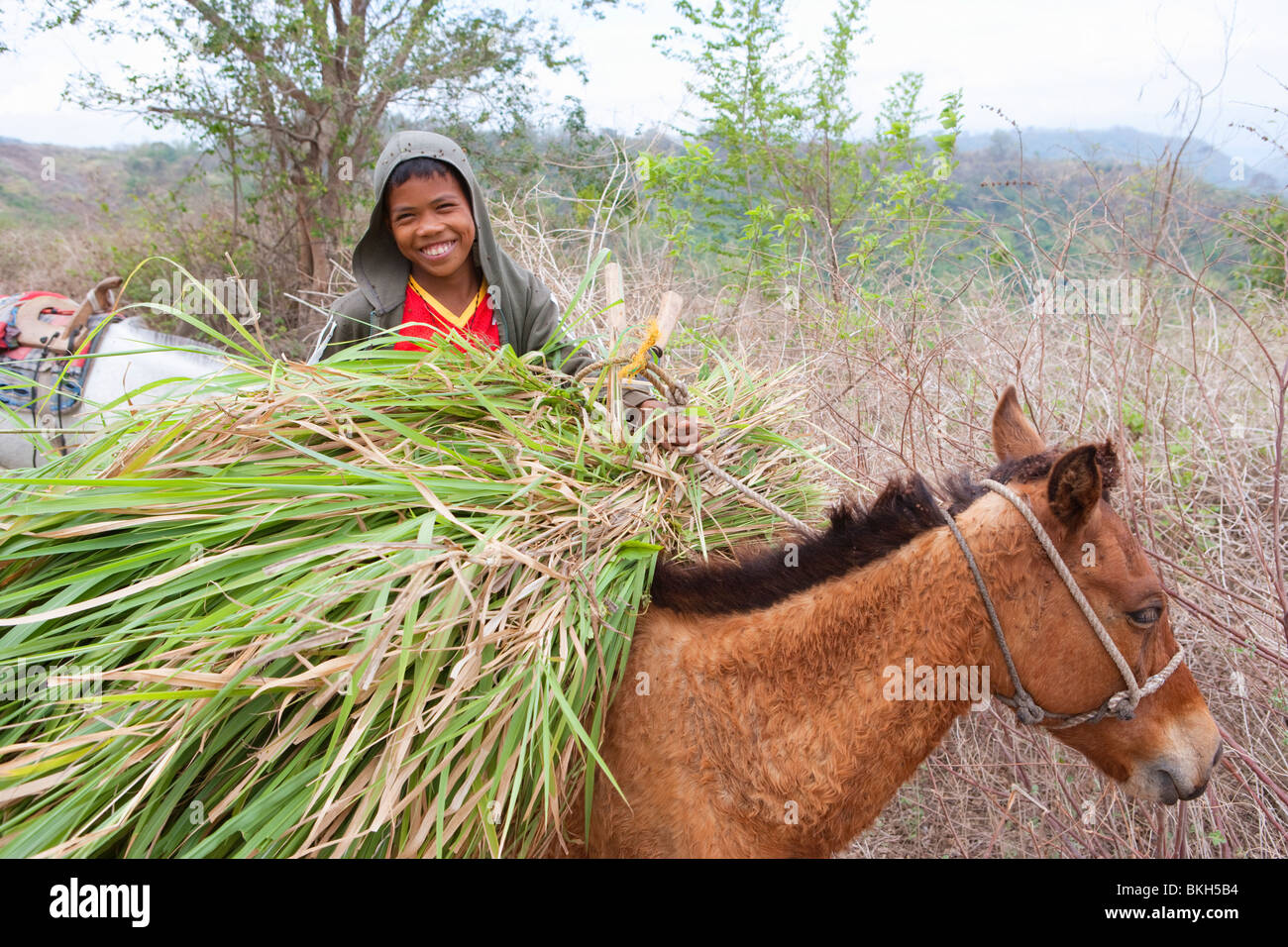 Village boy smiling on horseback with reeds he has collected; Volcano ...