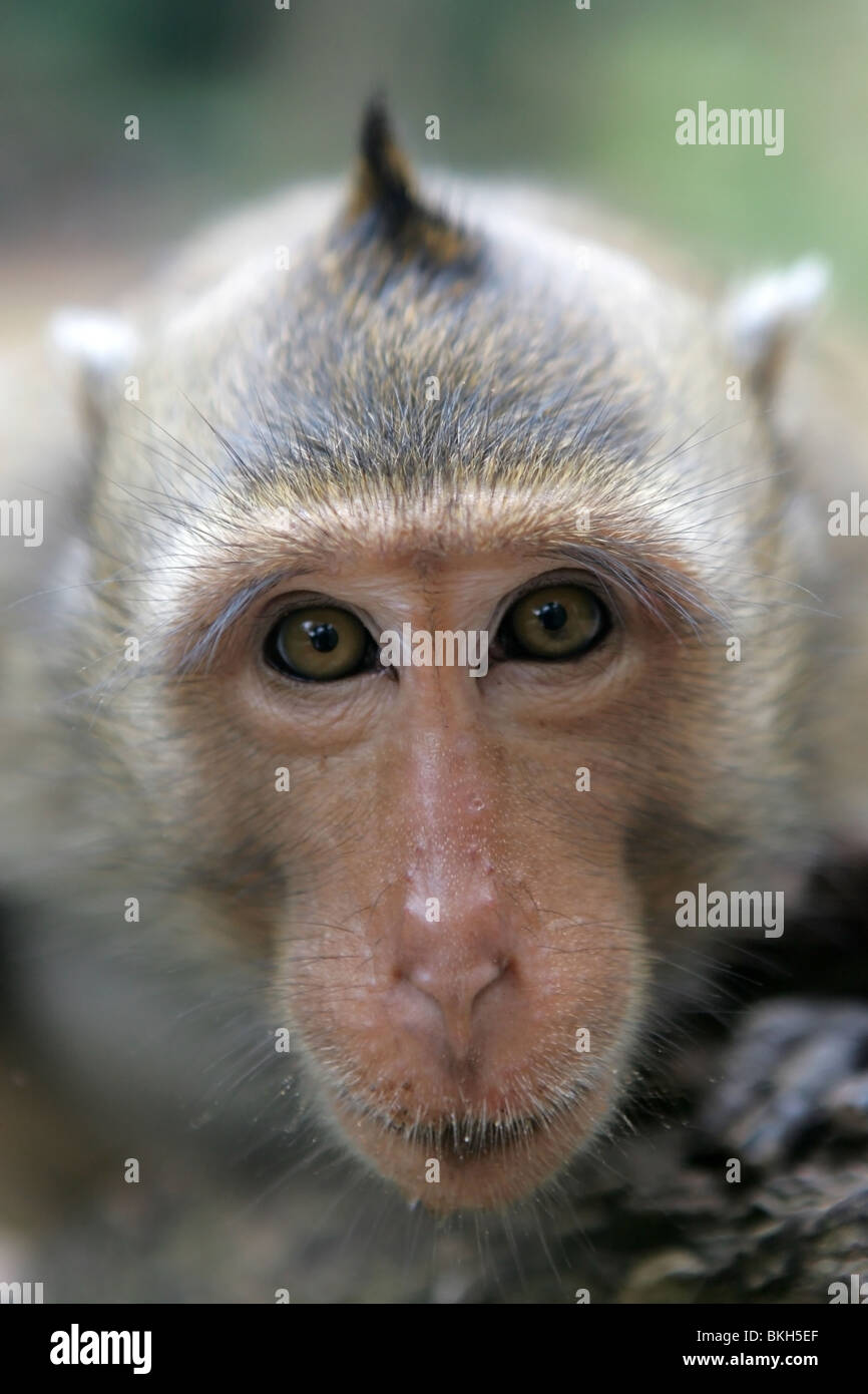 Java aap hi-res stock photography and images - Alamy