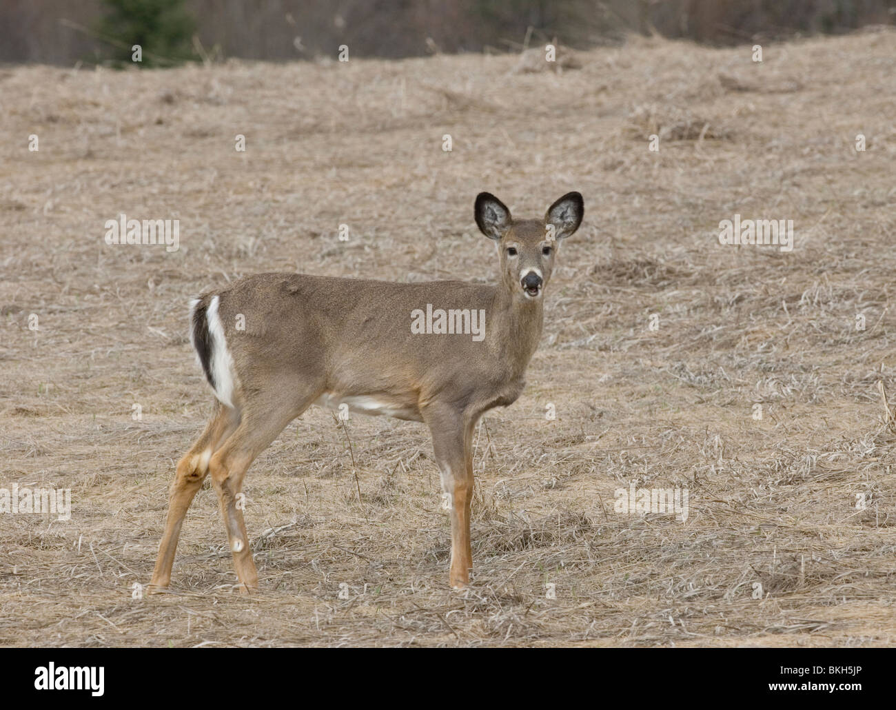 Een Witstaarthert staat in het veld,A White-tailed Deer standing in a ...