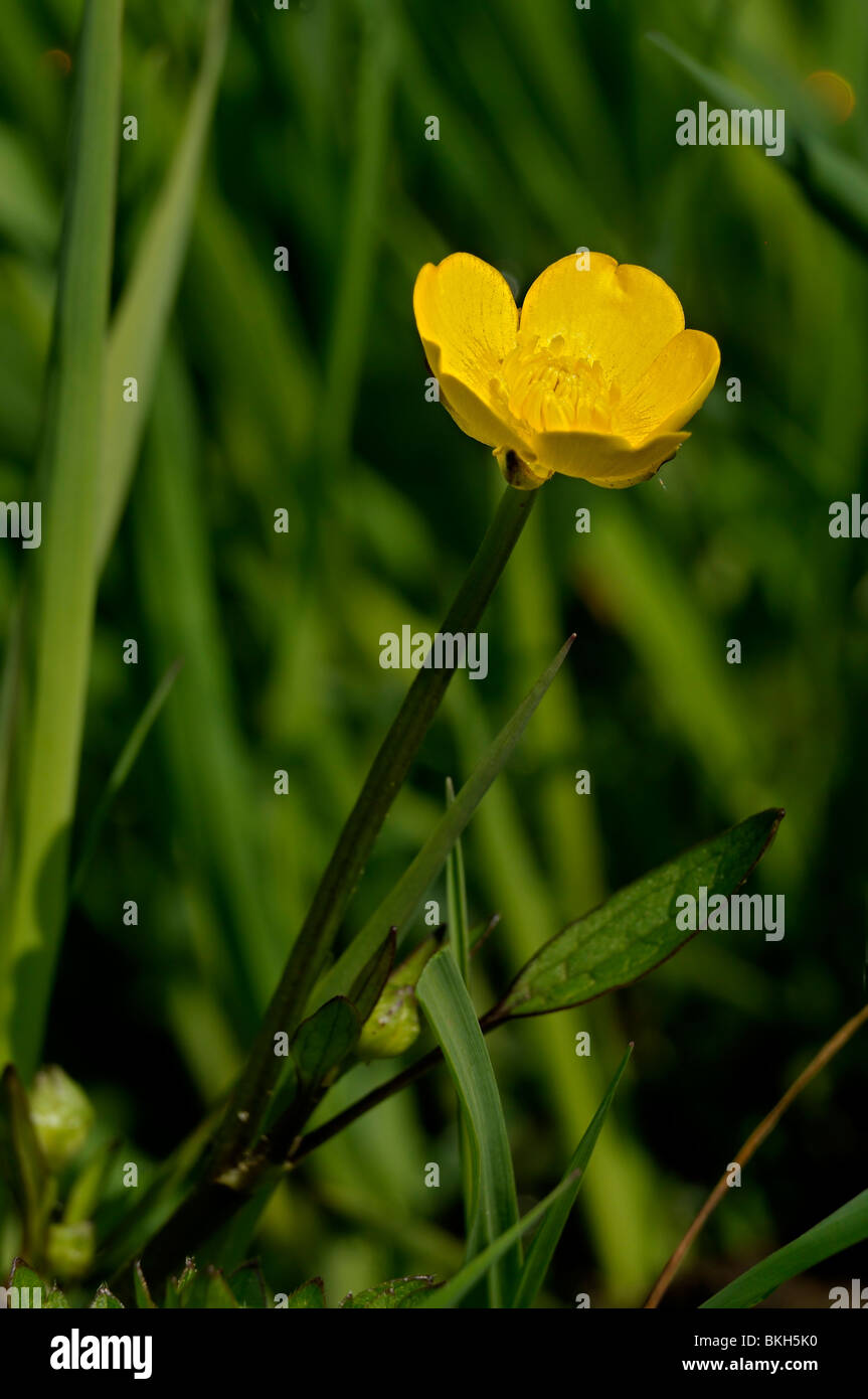 Boterbloem hi-res stock photography and images - Alamy