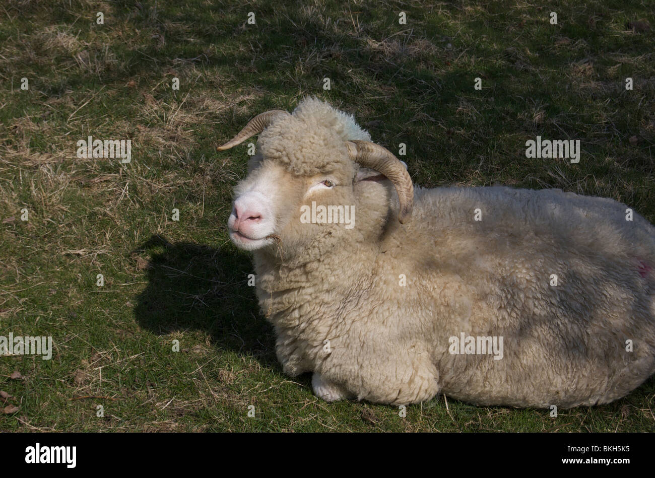 Sheep lying down sheep hi-res stock photography and images - Alamy