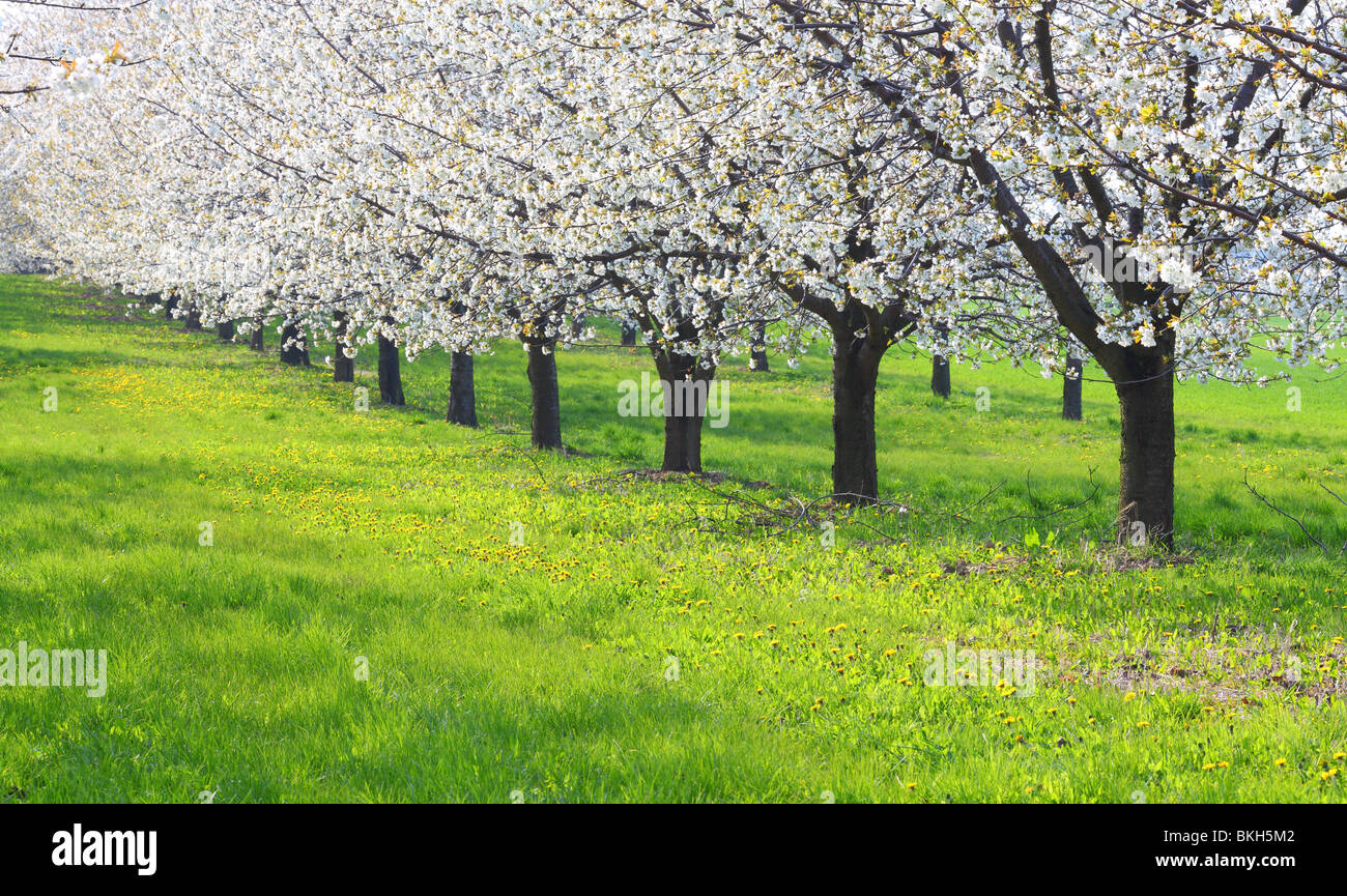 Row of cherry trees in full bloom Cerausus avium Stock Photo - Alamy