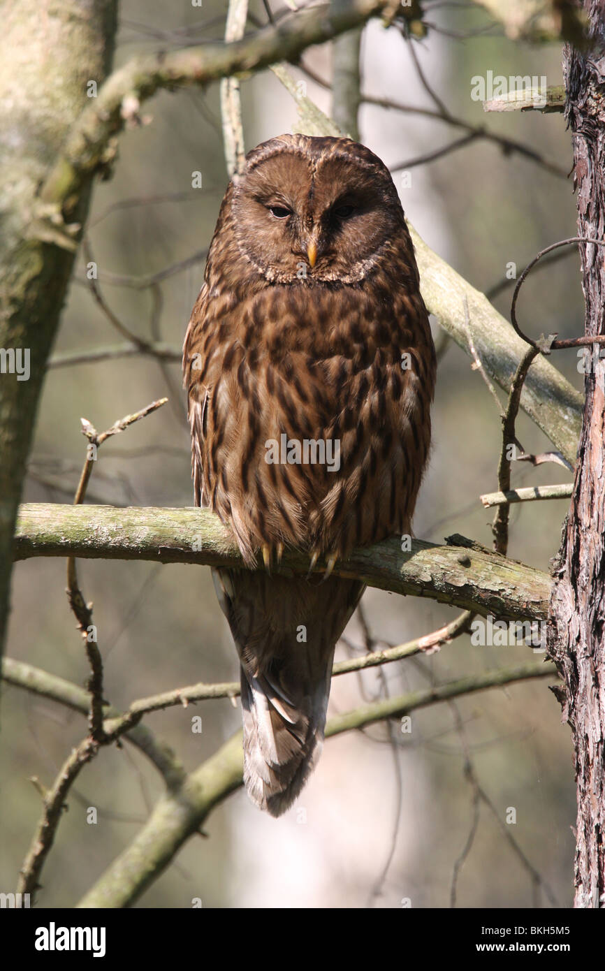 Oeraluil; Ural Owl; Strix uralensis Stock Photo - Alamy