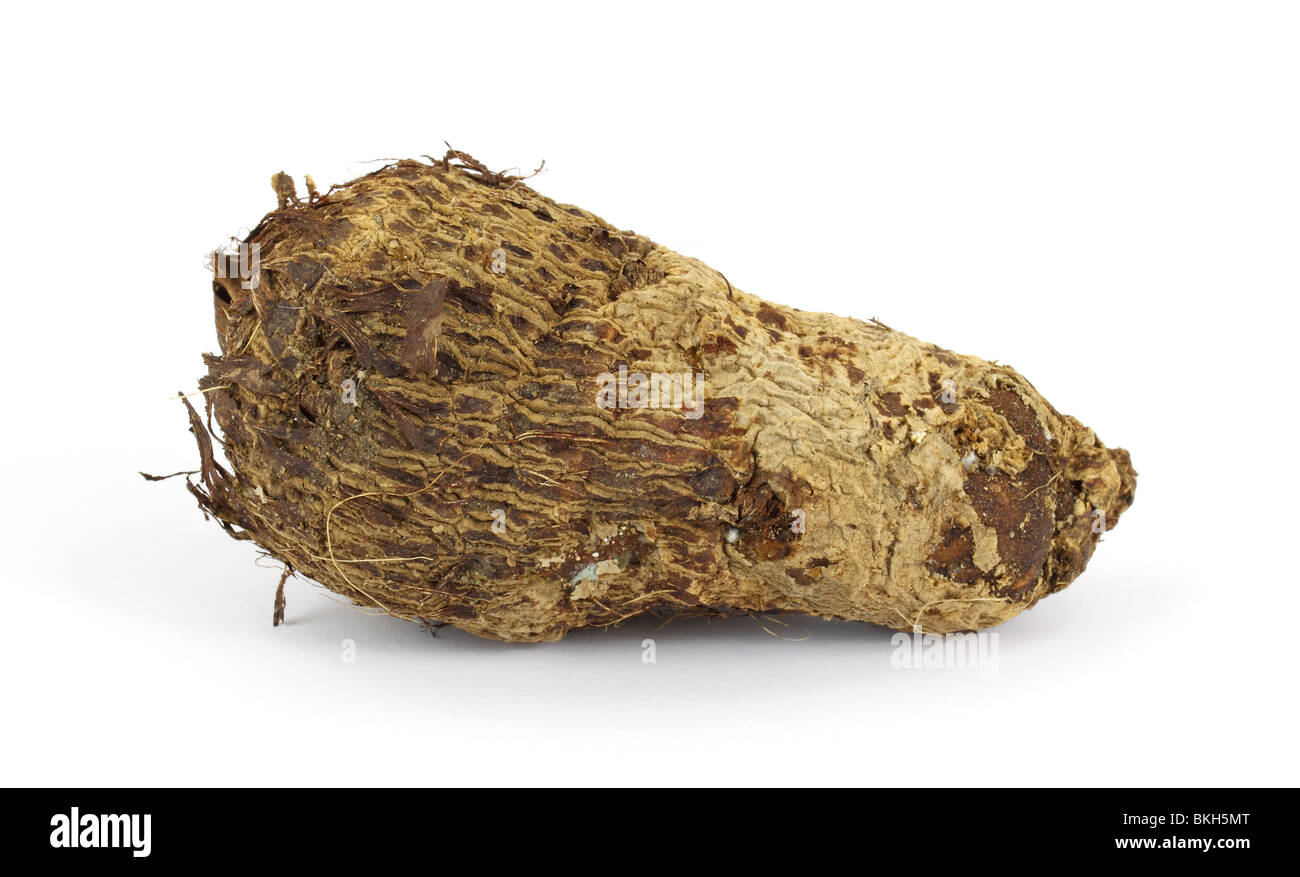 Malanga hi-res stock photography and images - Alamy