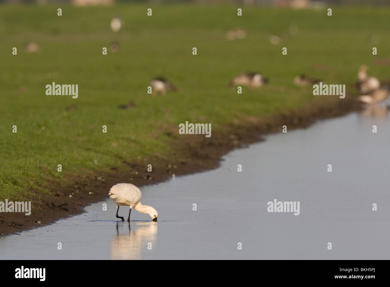 Lepelaar hi-res stock photography and images - Alamy