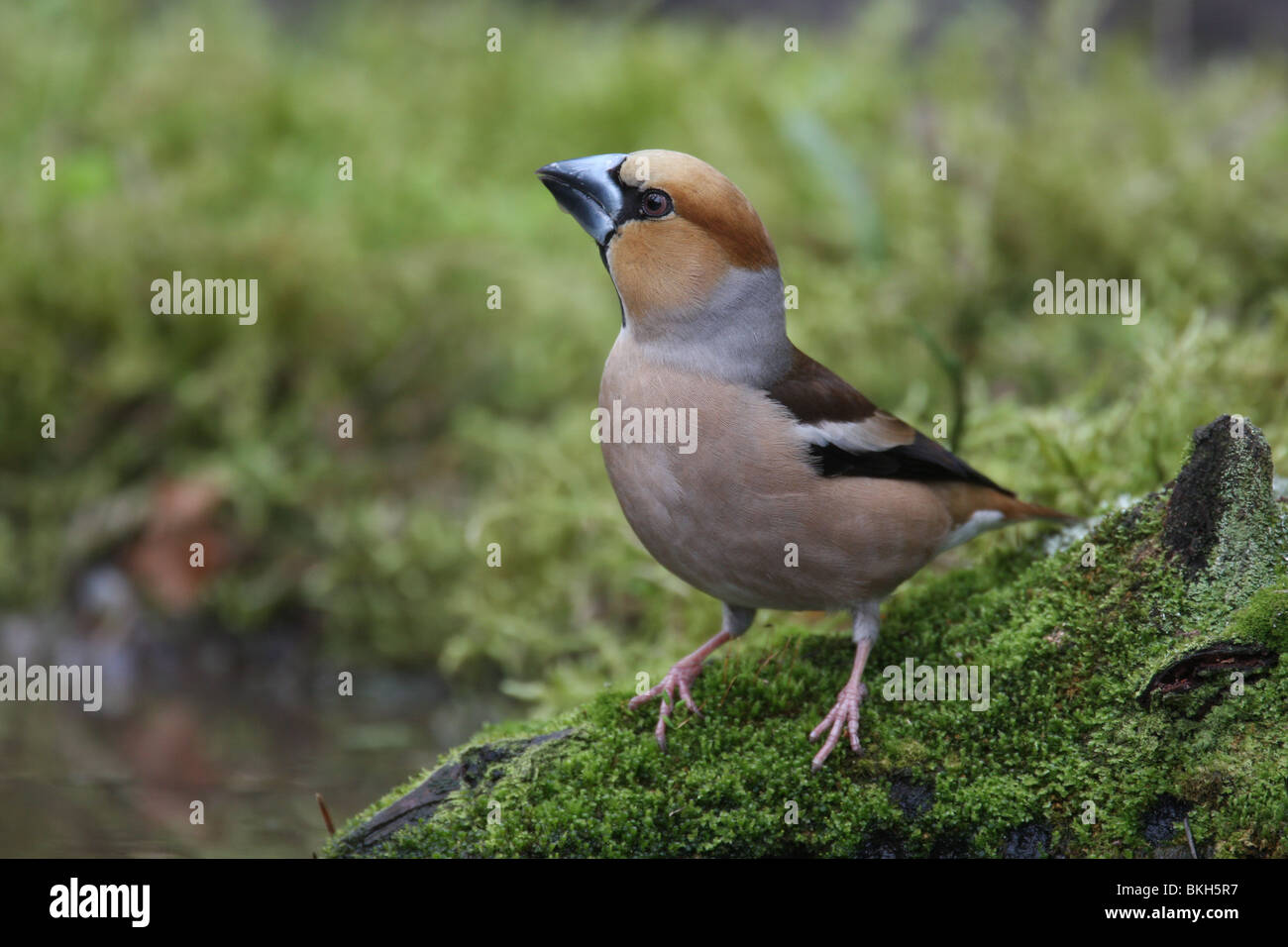 Appelvink; Hawfinch; Coccothraustes coccothraustes Stock Photo - Alamy