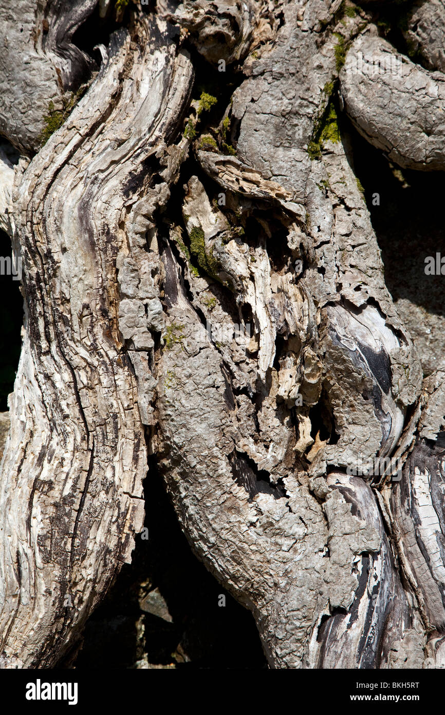 tree bark detail Stock Photo - Alamy