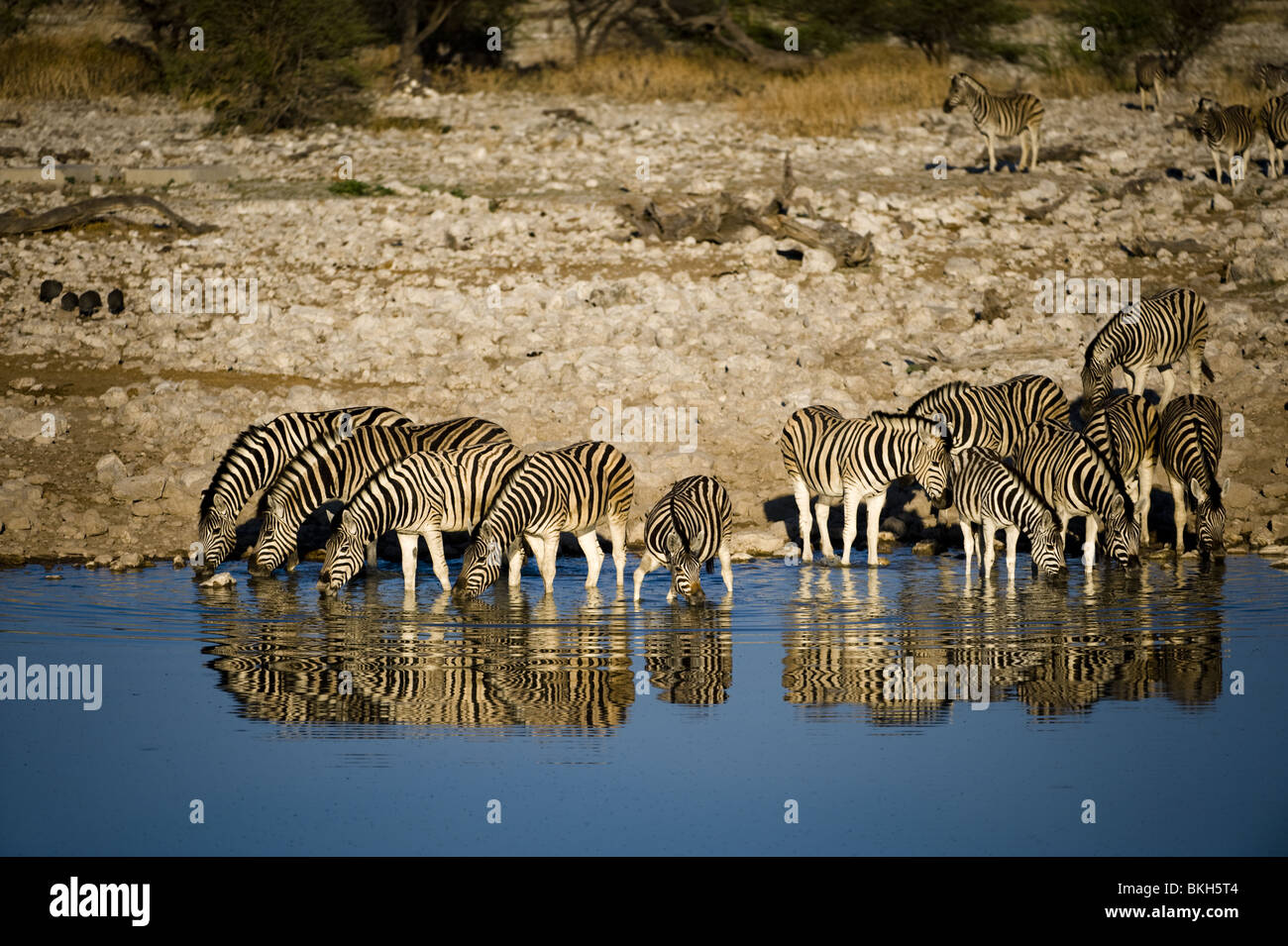 Namibia waterhole hi-res stock photography and images - Alamy