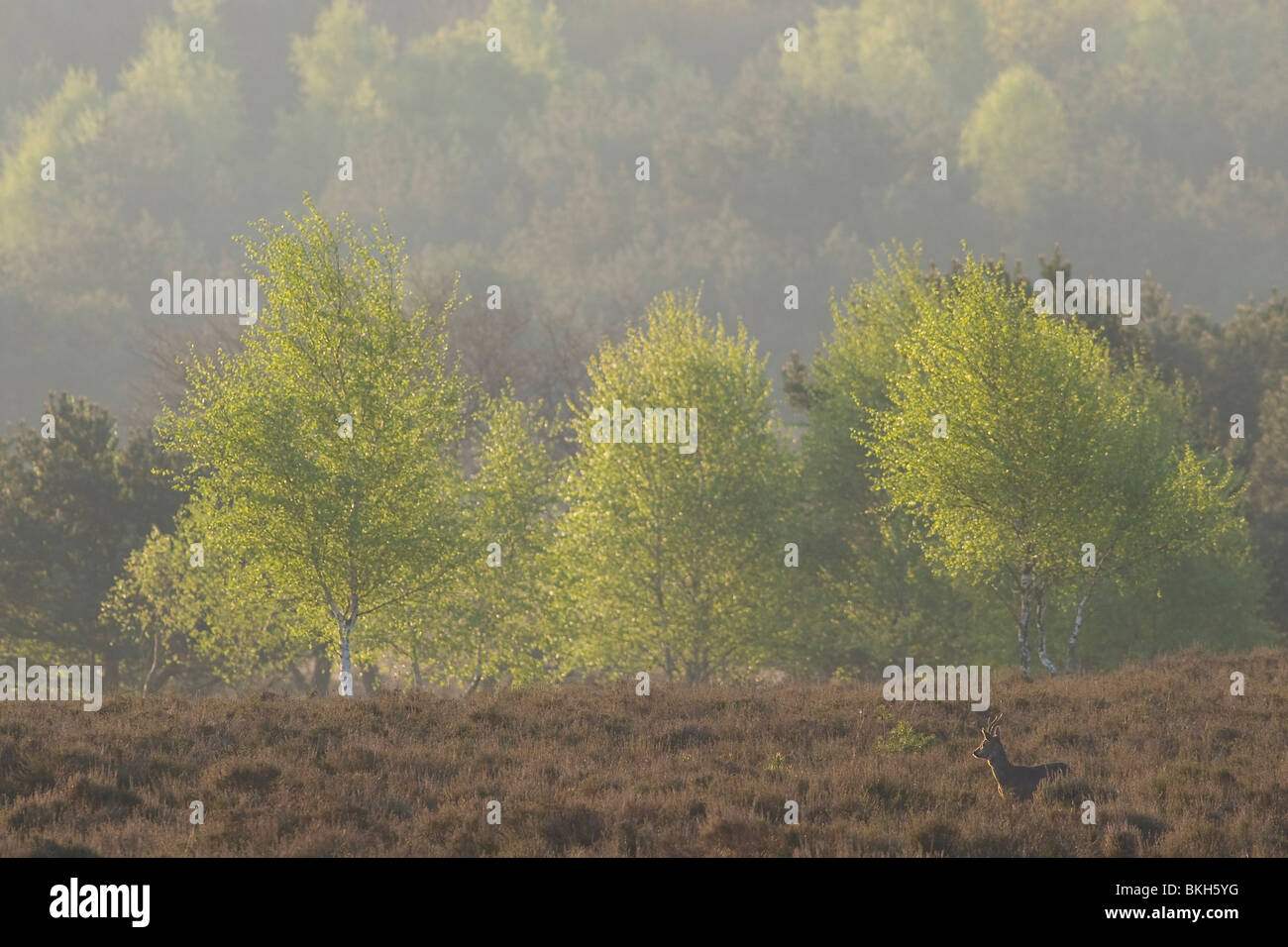 Reebok in heidelandschap; Roe deer in landscape Stock Photo - Alamy