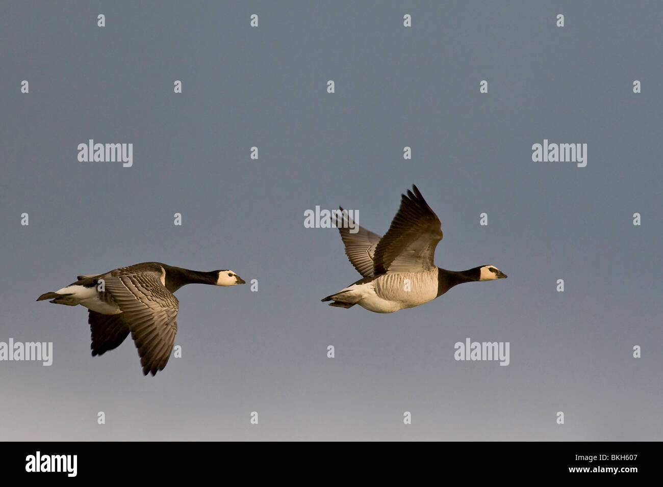 Vliegende brandganzen hi-res stock photography and images - Alamy