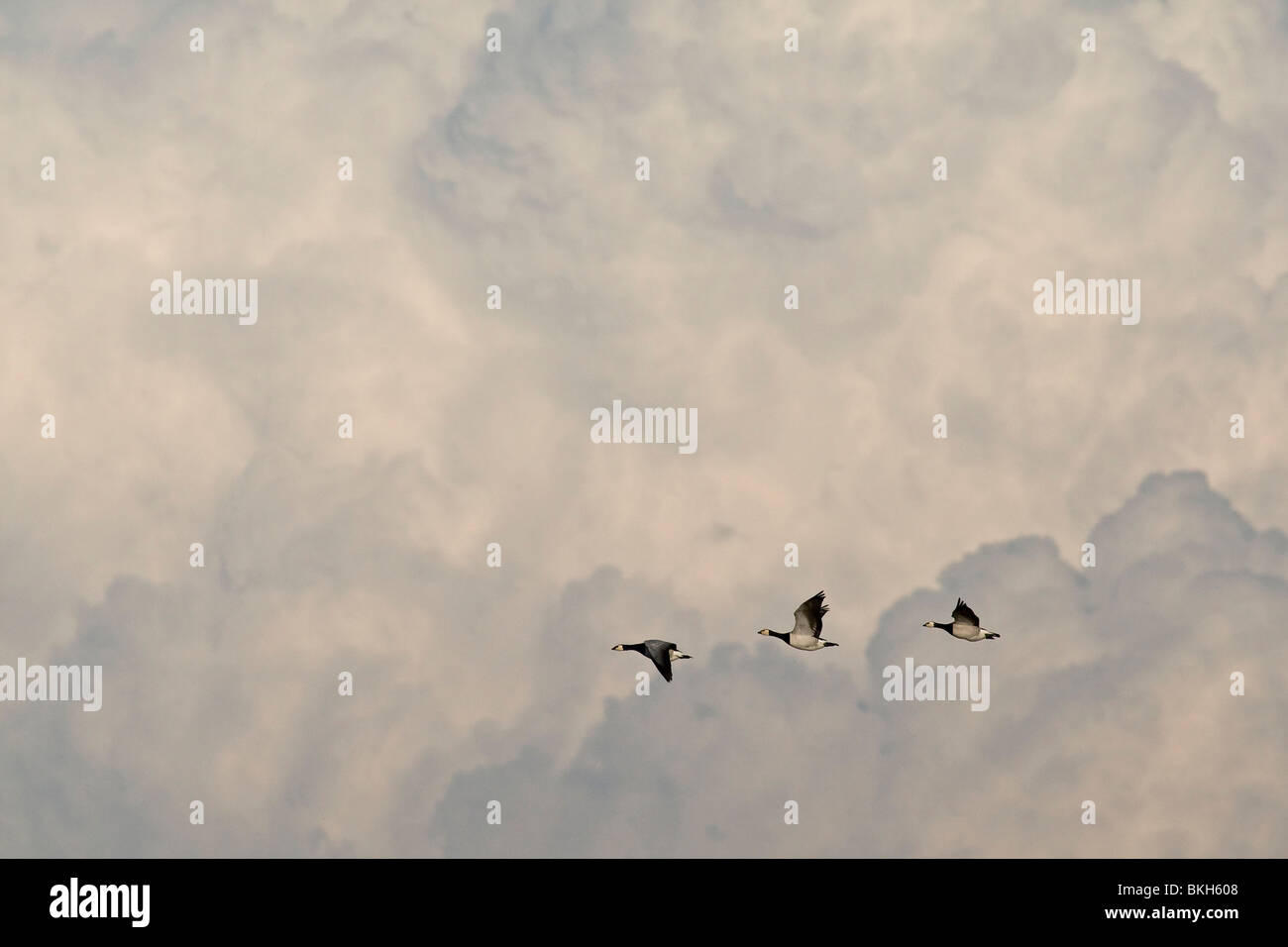 Vliegende brandganzen hi-res stock photography and images - Alamy