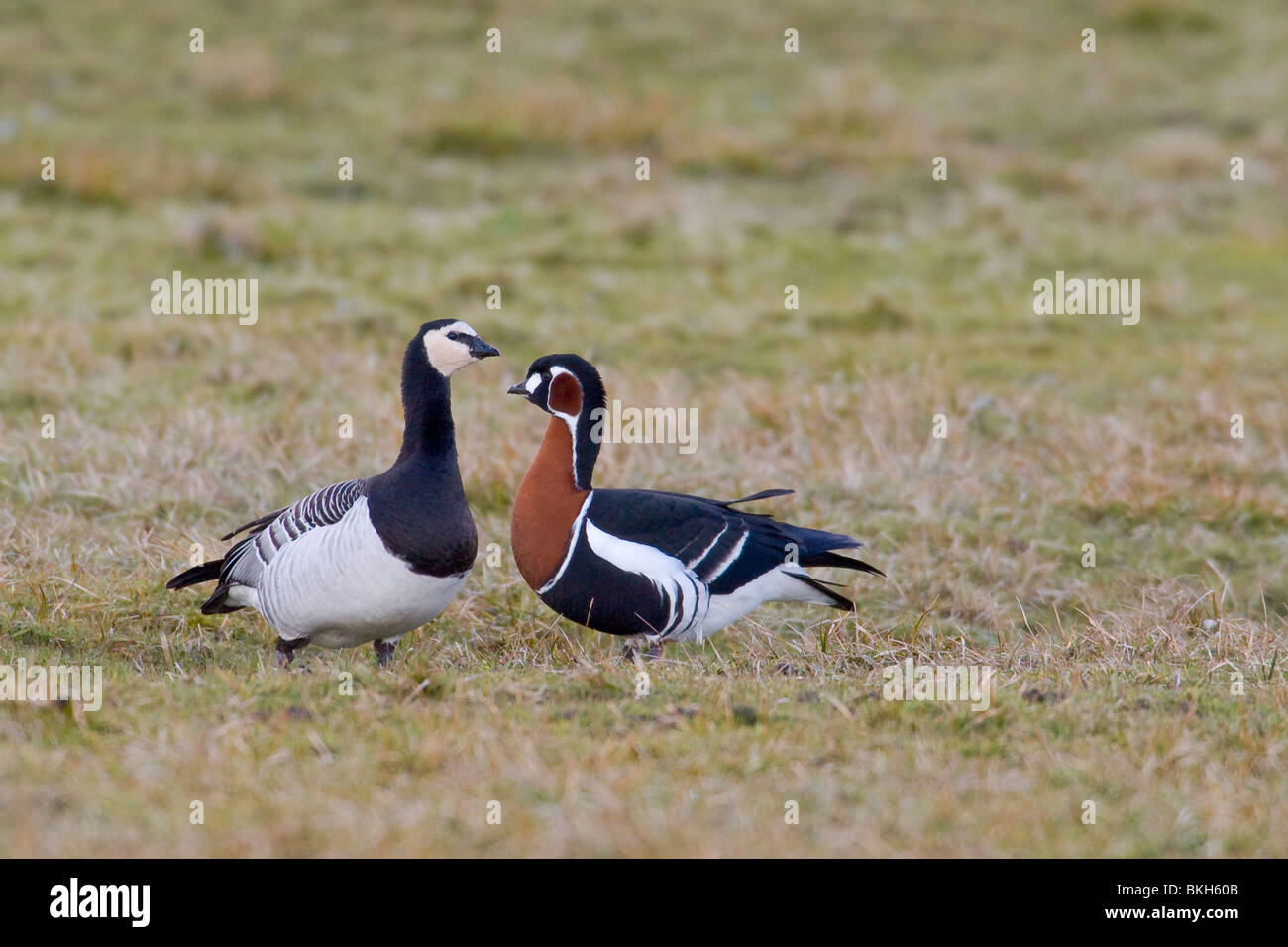 Roodhalsgans hi-res stock photography and images - Alamy