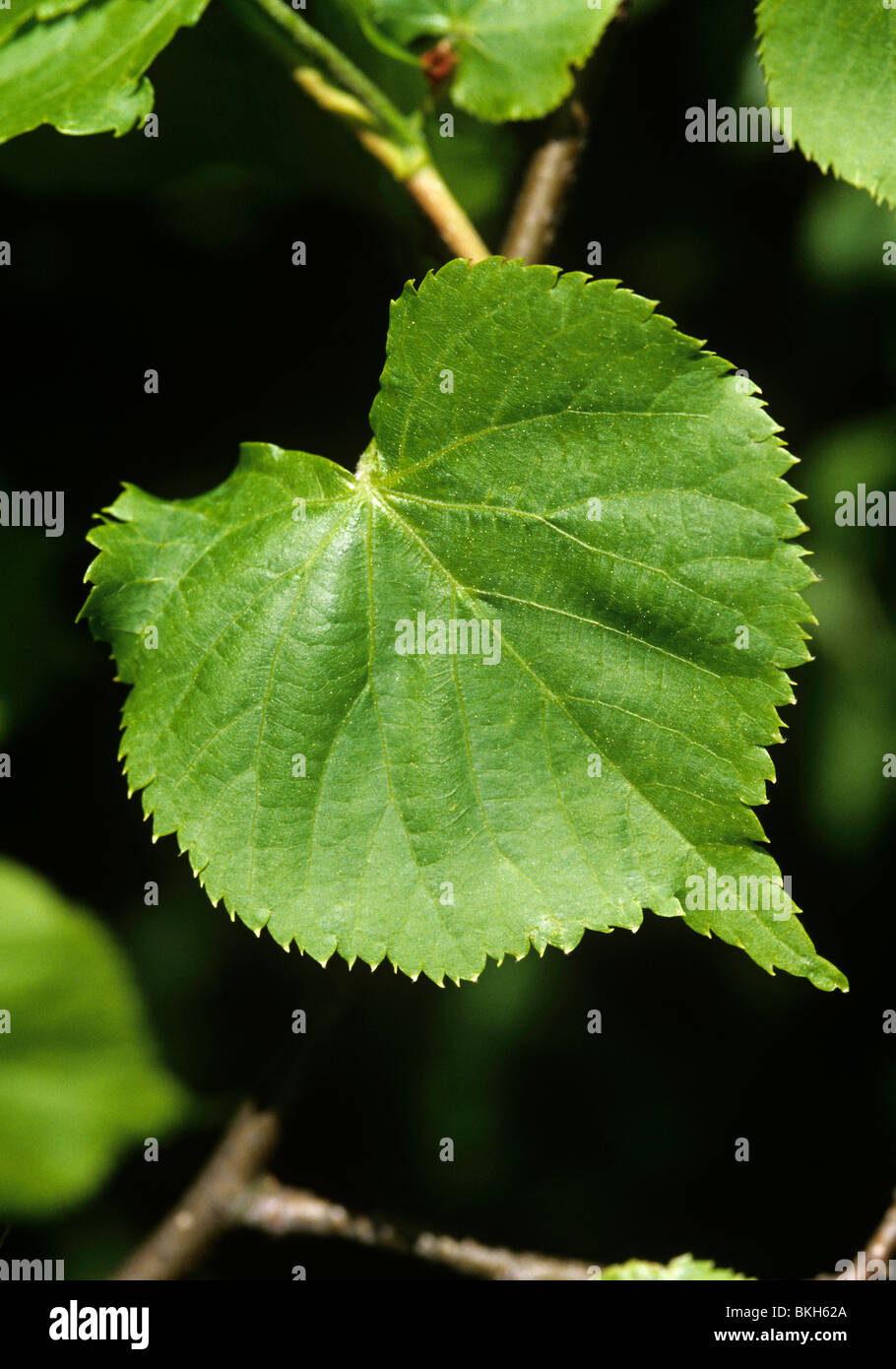 Small leaved lime, Tilia cordata, heart shaped leaf Stock Photo - Alamy