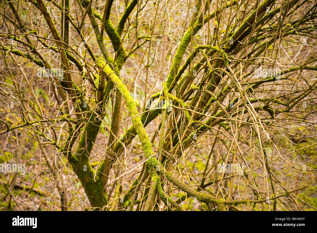 Moss covered tree branches Stock Photo - Alamy