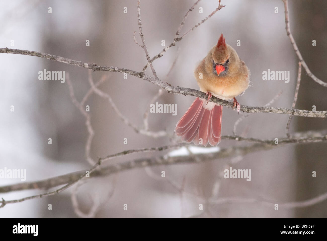 Northern cardinal female bird hi-res stock photography and images - Alamy