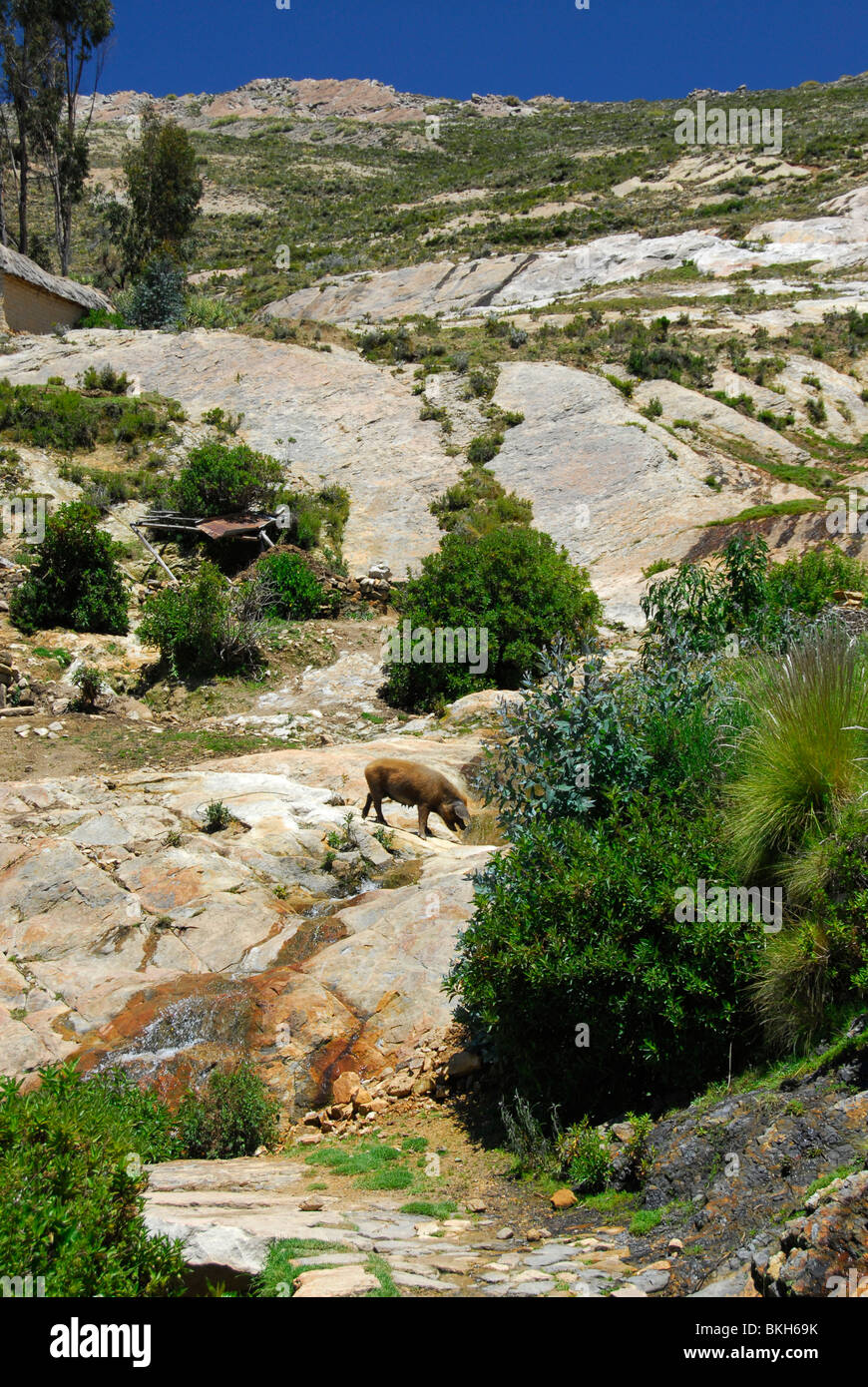 Pig grazing on the hillside on Isla del Sol, Bolivia, South America ...
