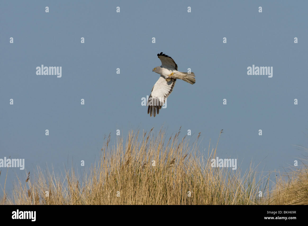 Male Hen Harrier Stock Photo - Alamy