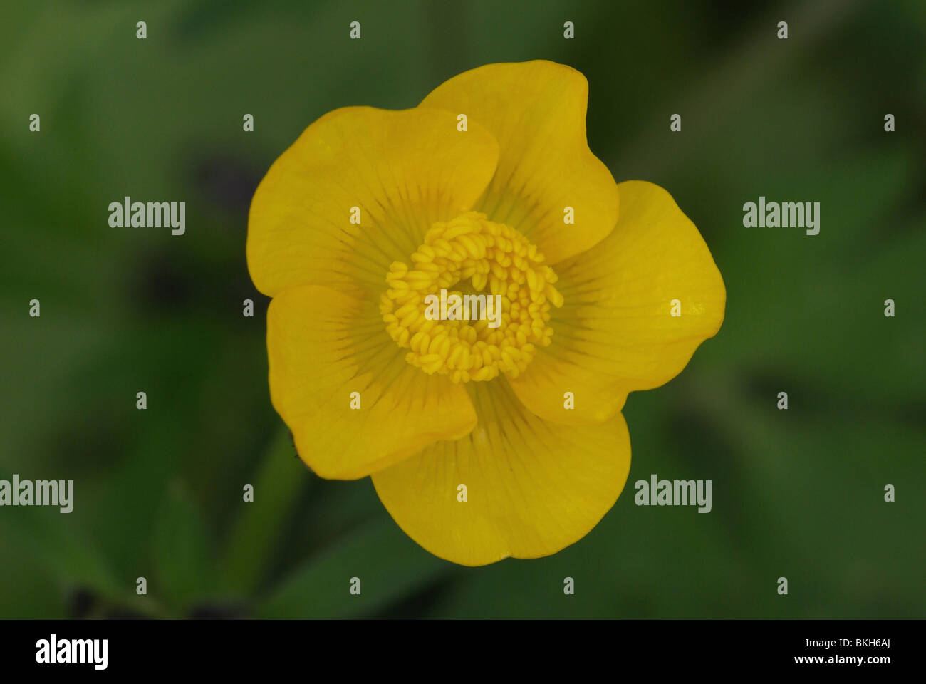 Macro of close up van kruipende boterbloem Stock Photo - Alamy