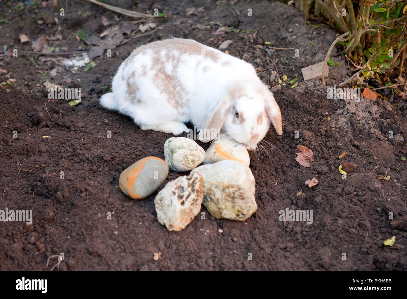 Pet burial hi-res stock photography and images - Alamy