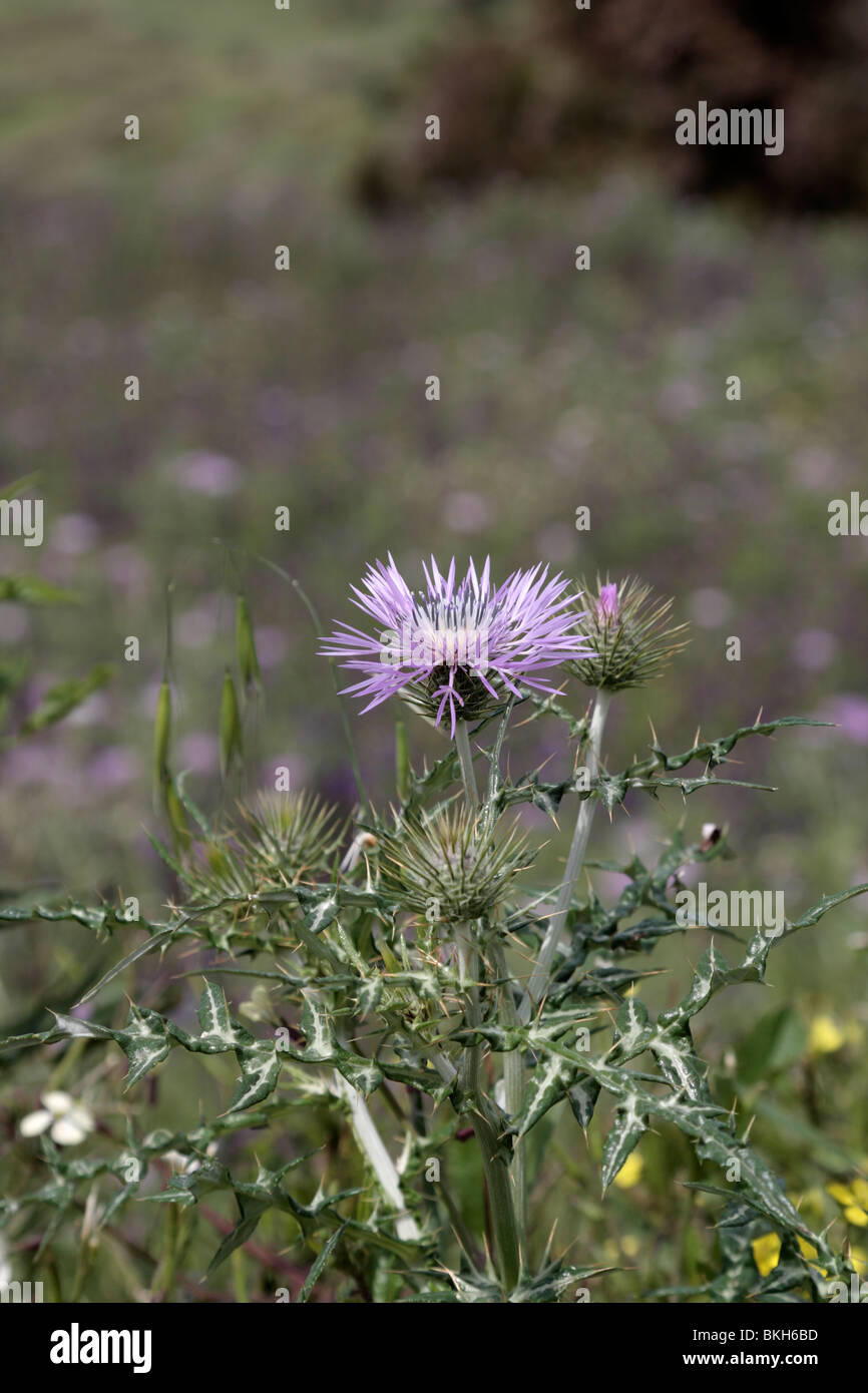 Small thistle flower found in Teno Alto on Tenerife Canary Islands ...