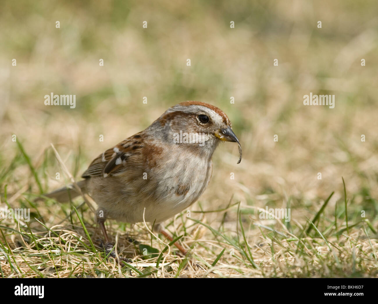Sparrow eating a seed hi-res stock photography and images - Alamy