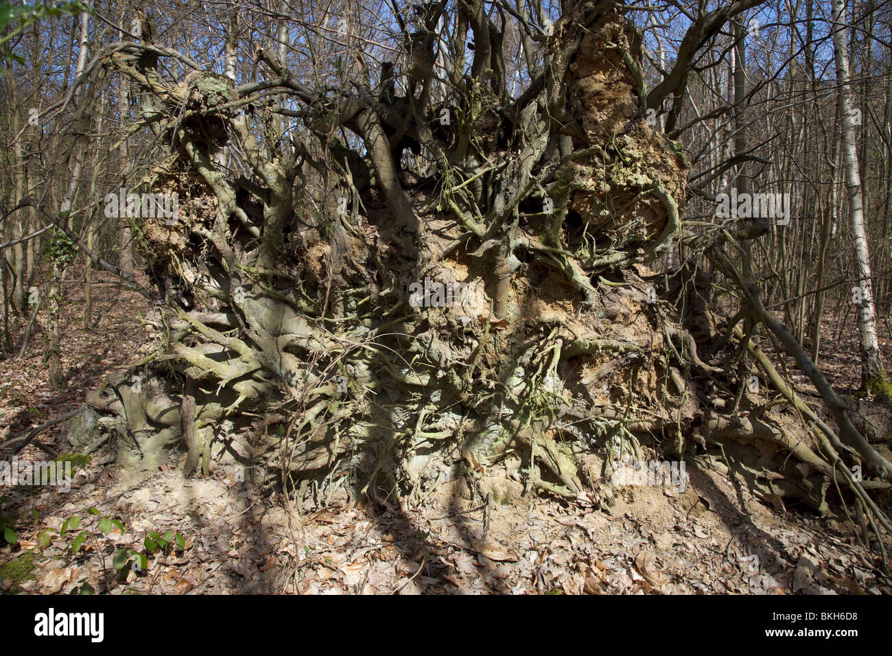 Overturned tree hi-res stock photography and images - Alamy