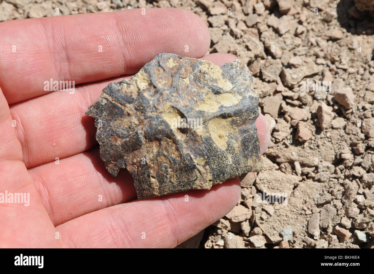 Triassic reptile fossil in the New Mexico desert Stock Photo - Alamy