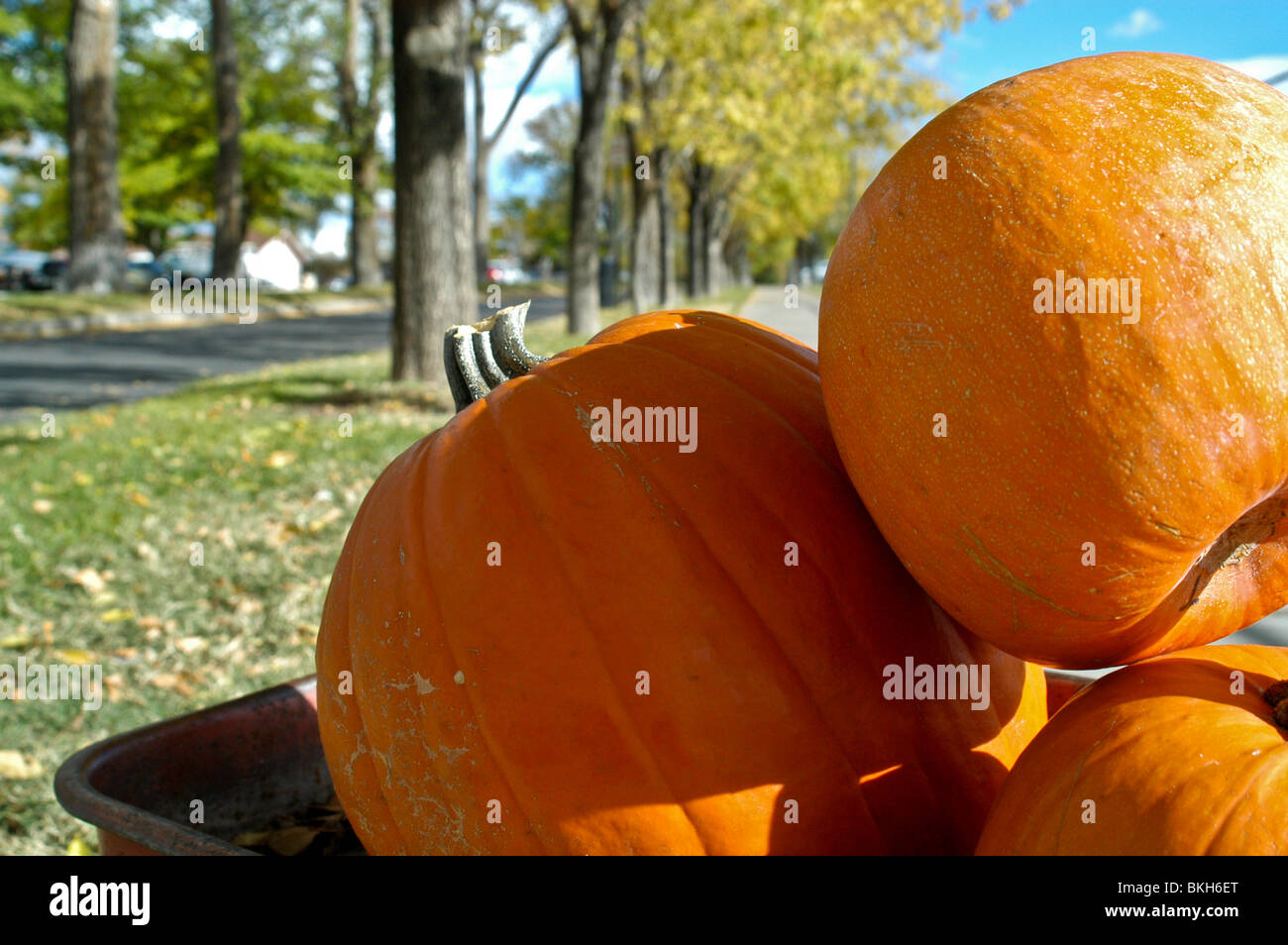 Pumpkins in autumn Stock Photo - Alamy