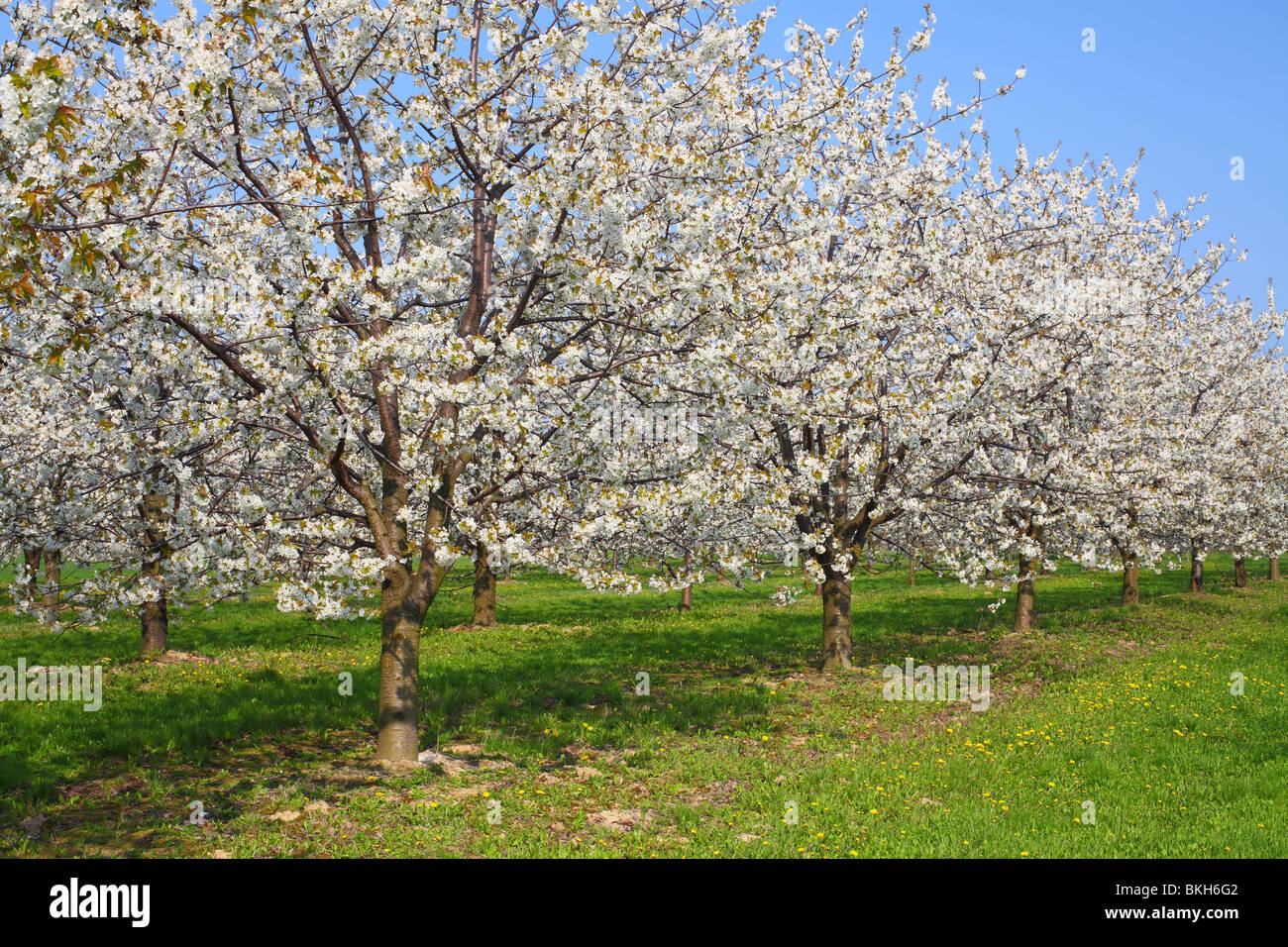 Row cherry trees in hi-res stock photography and images - Alamy