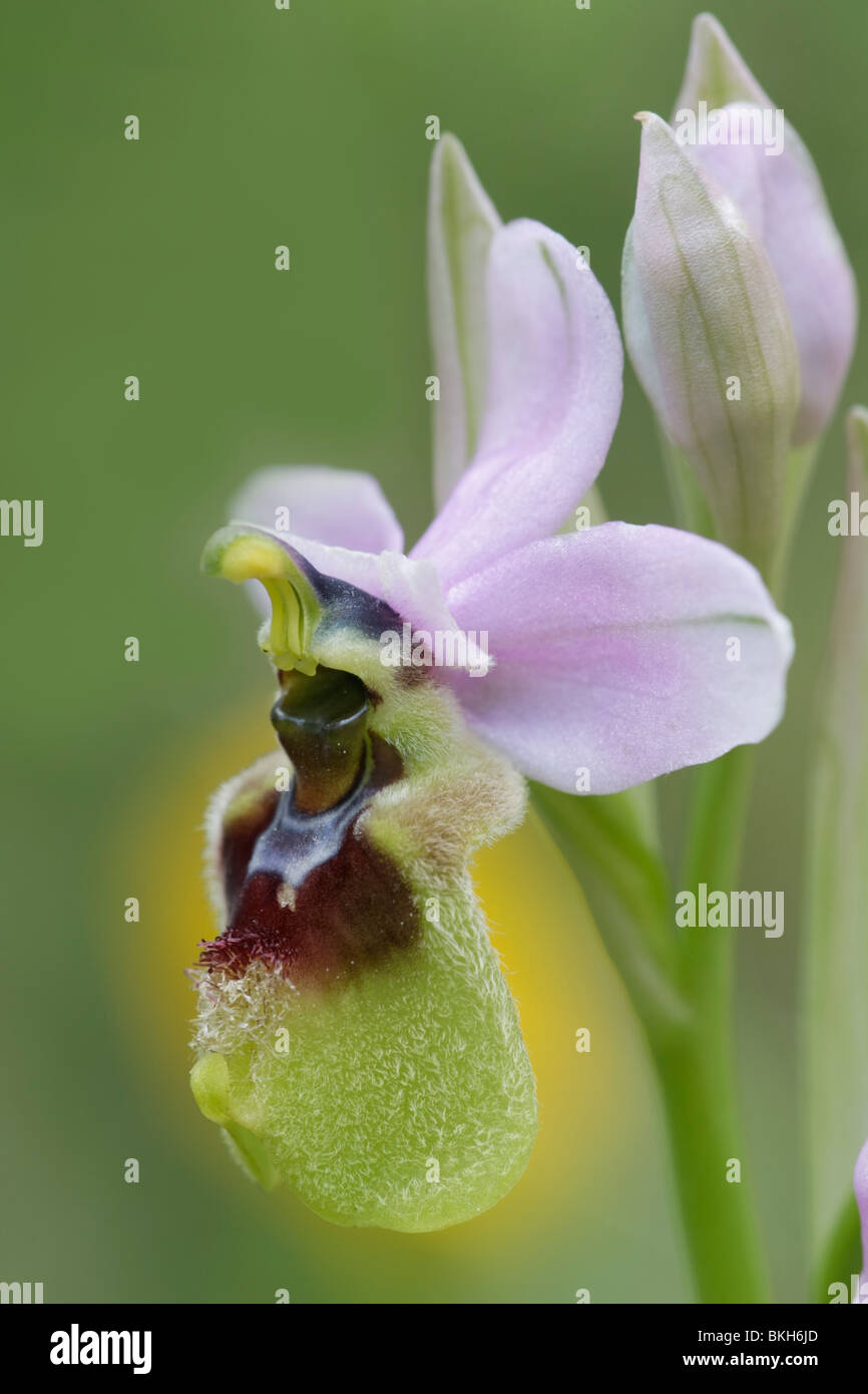 Ophrys Tenthredinifera grandiflora met groene achtergrond. Ophrys ...