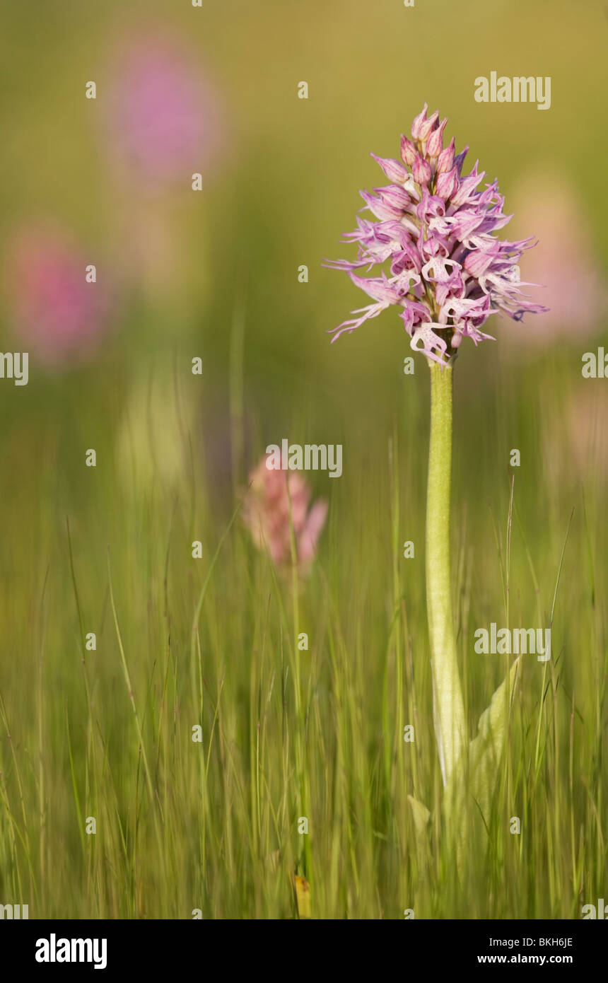 Orchid specimen hi-res stock photography and images - Alamy