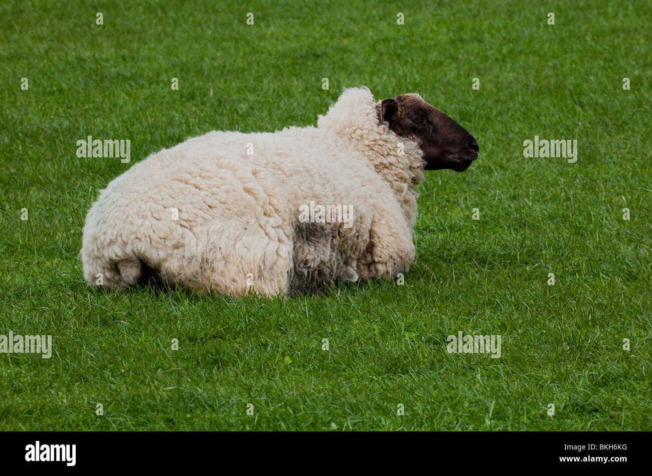 Livestock resting hi-res stock photography and images - Alamy