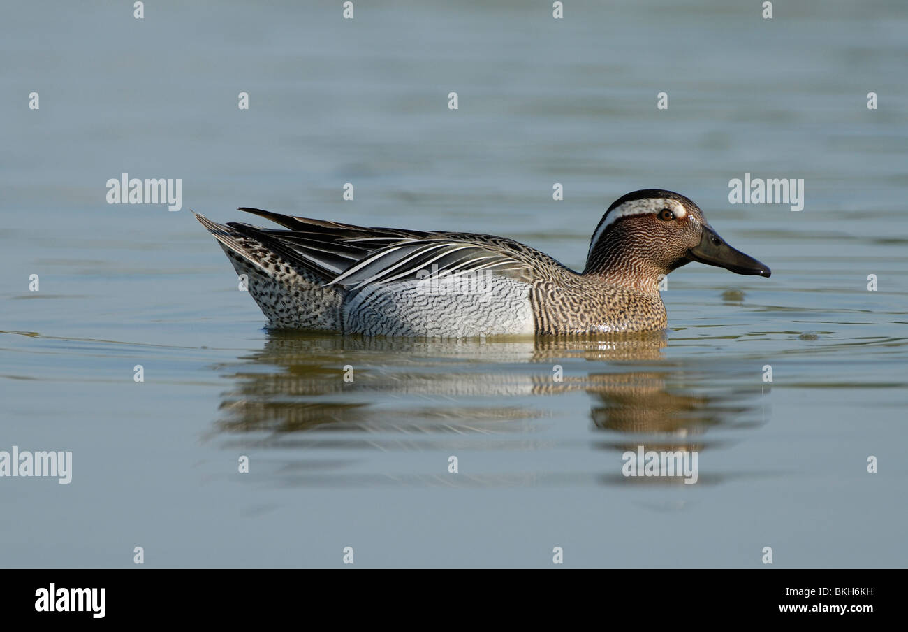Garganey africa hi-res stock photography and images - Alamy