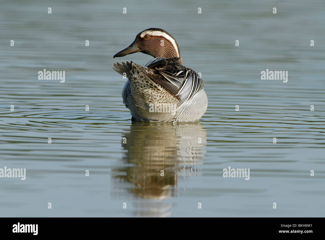 Zomertaling hi-res stock photography and images - Alamy