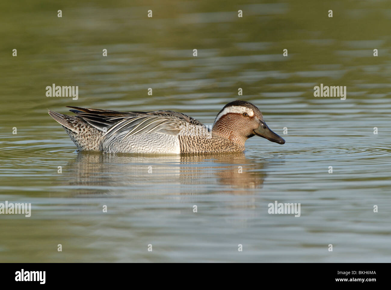 Zomertaling High Resolution Stock Photography and Images - Alamy