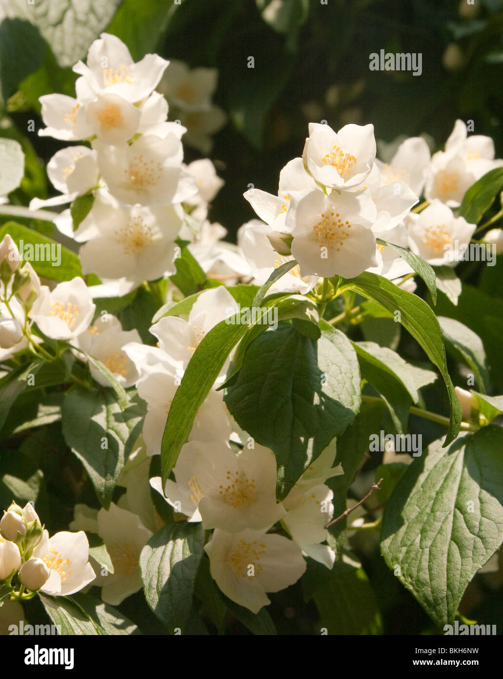 Closeup white philadelphus flowers hi-res stock photography and images ...