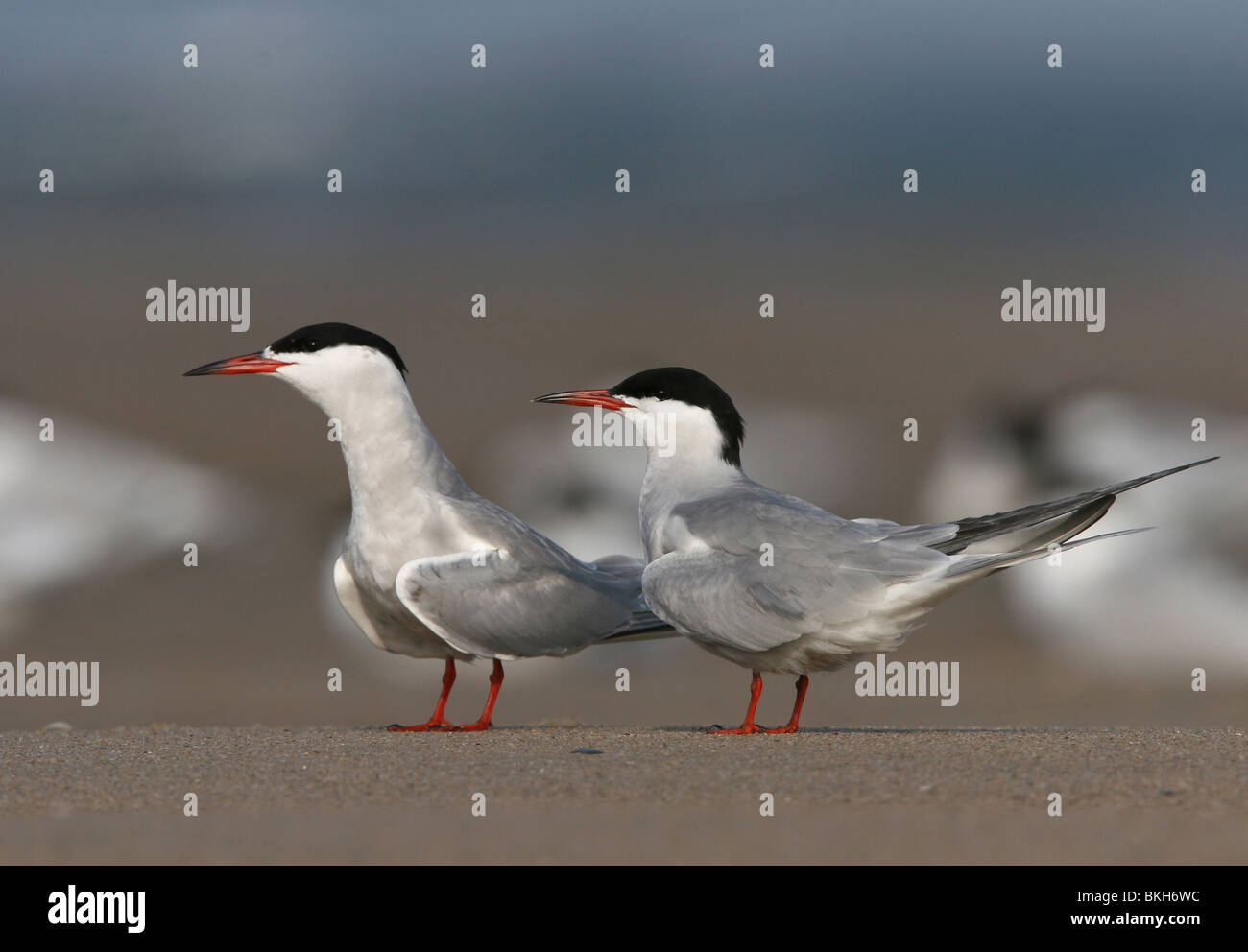 Visdiefje hi-res stock photography and images - Alamy