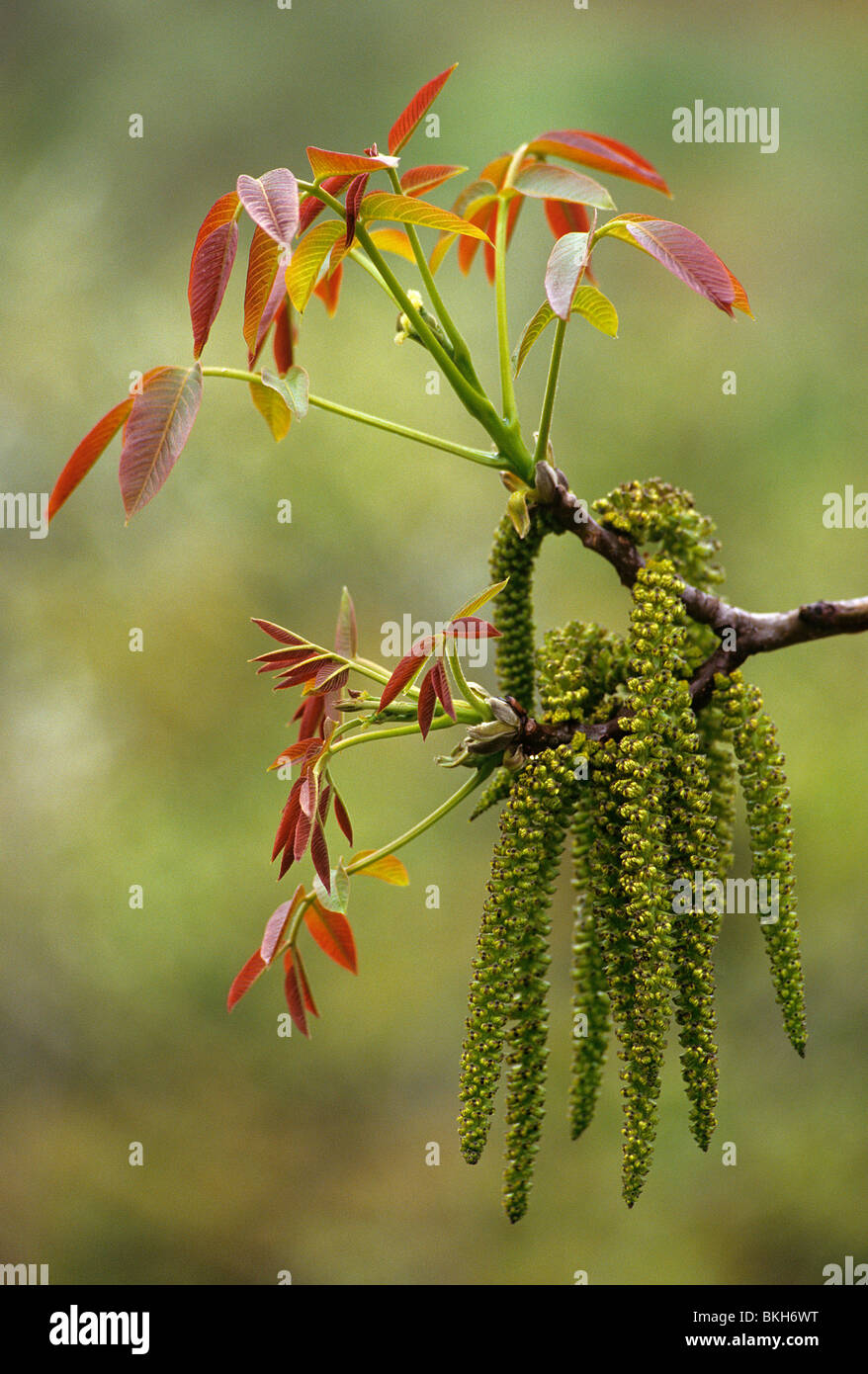 Walnut, Juglans regia, catkins and new bronze leaves Stock Photo - Alamy