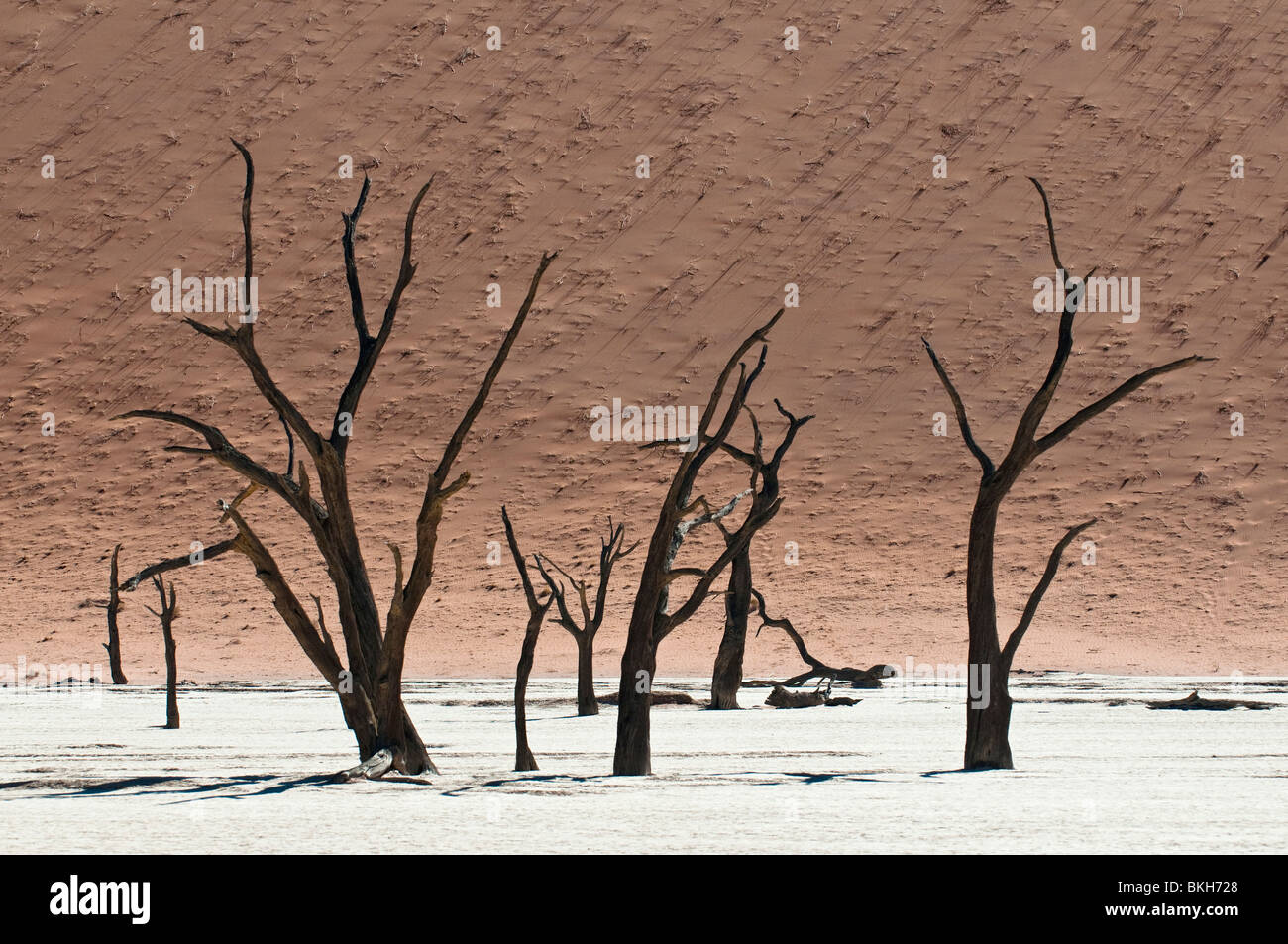 Stark black and white of tree in desert hi-res stock photography and ...