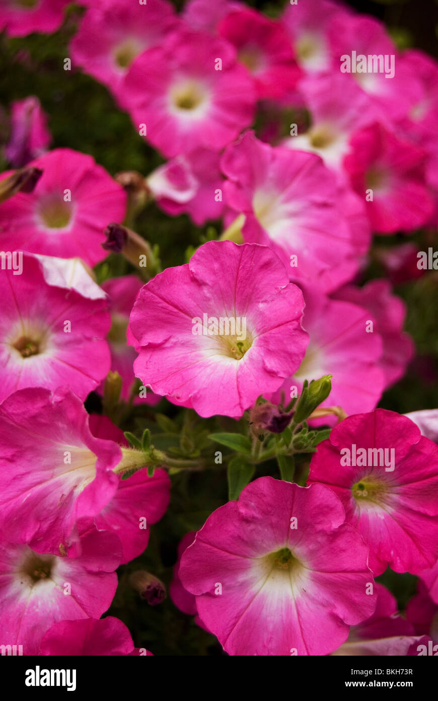 Pink flowers convolvulus hi-res stock photography and images - Alamy