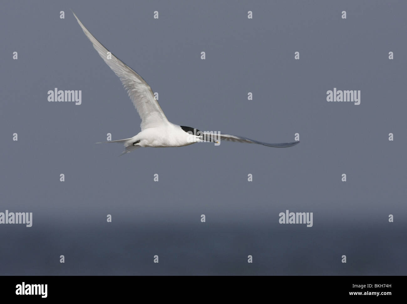 Grote sterns hi-res stock photography and images - Alamy