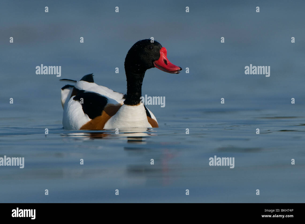 Breeding male common shelduck hi-res stock photography and images - Alamy