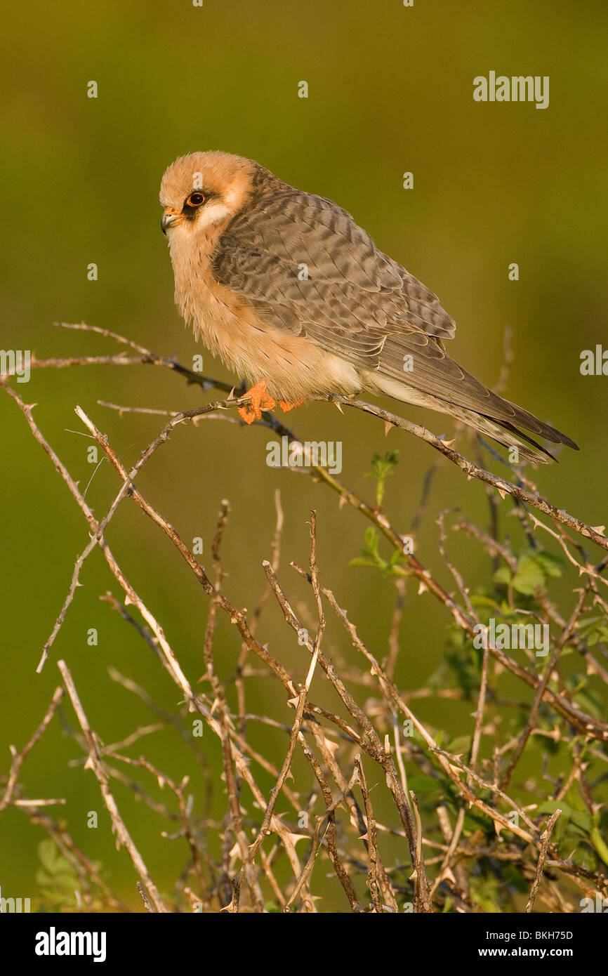 Red-footed Falcon sitting on top of a bush Stock Photo - Alamy
