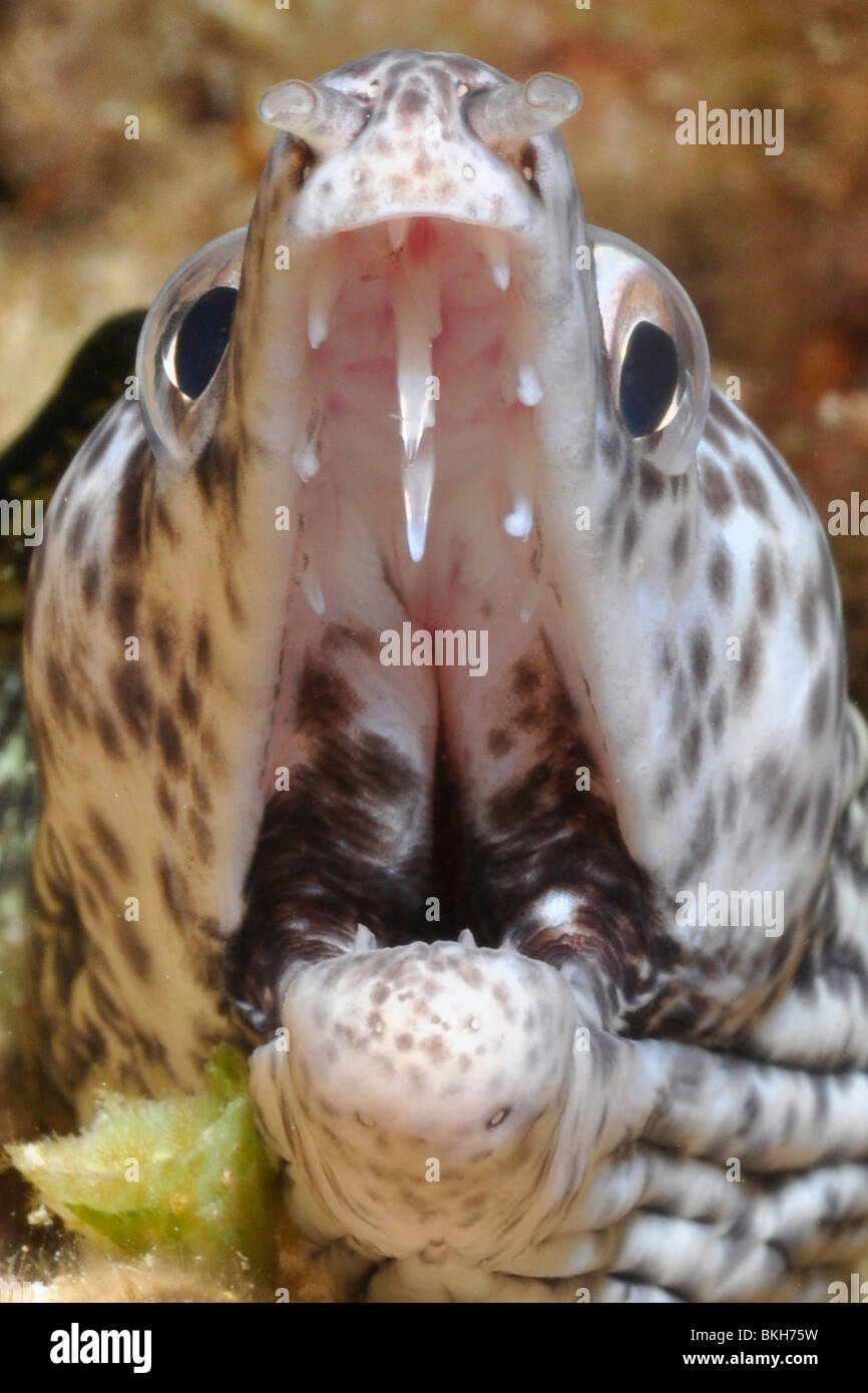 Moray eel teeth hi-res stock photography and images - Alamy