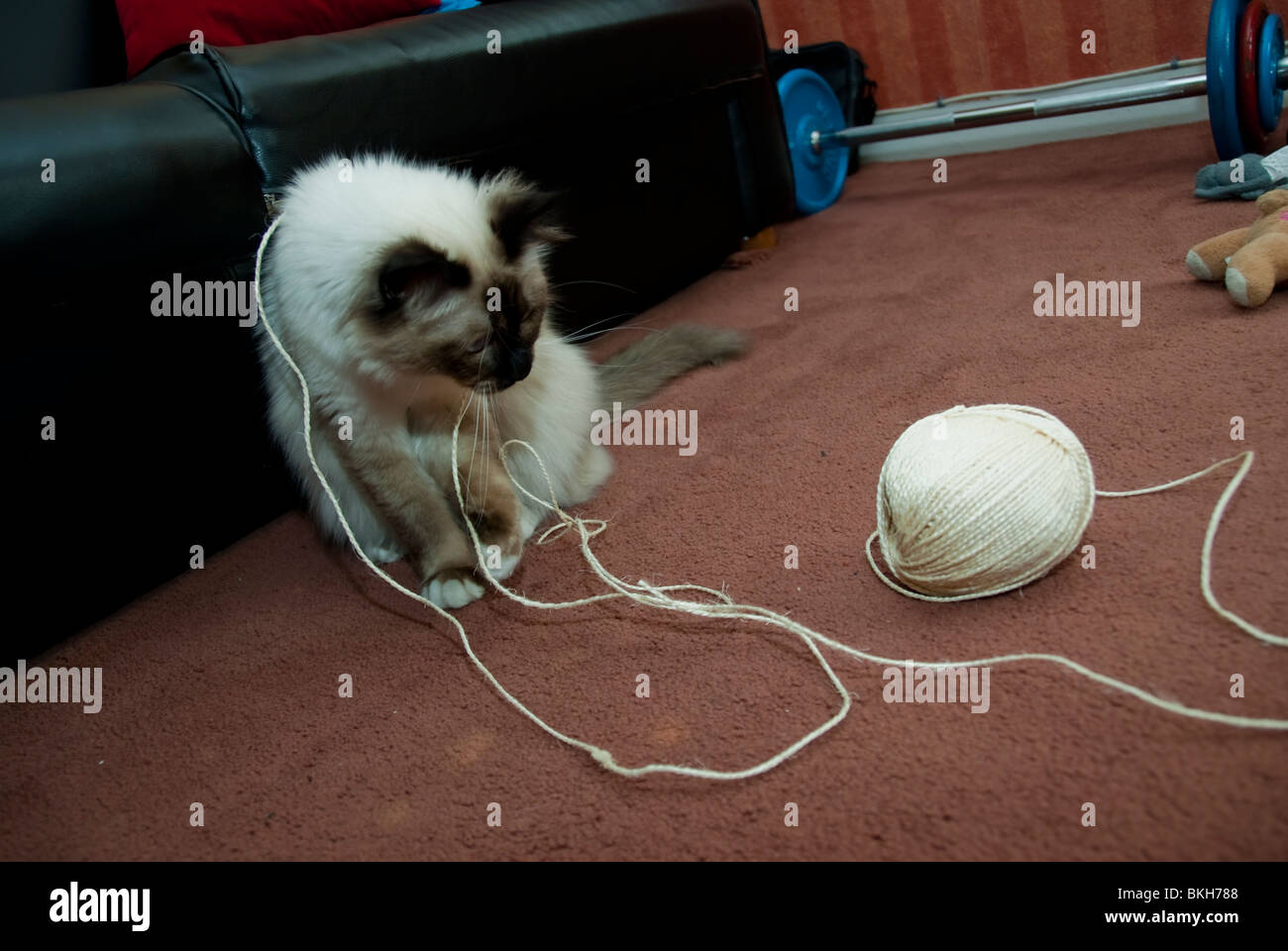 Domestic Cats, Burmese Kitten Playing With String on Floor of Room, at ...