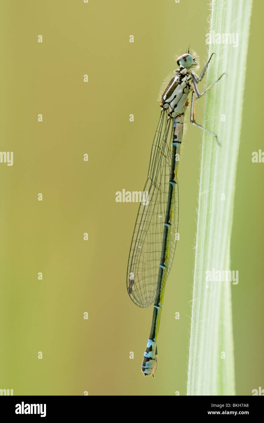Female Variable Damselfly High Resolution Stock Photography and Images ...