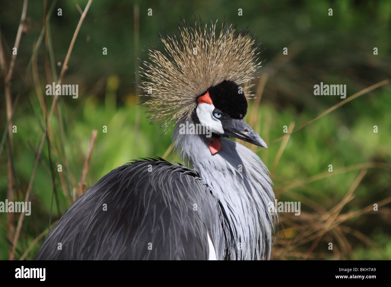 Grey Crowned Crane Stock Photo - Alamy